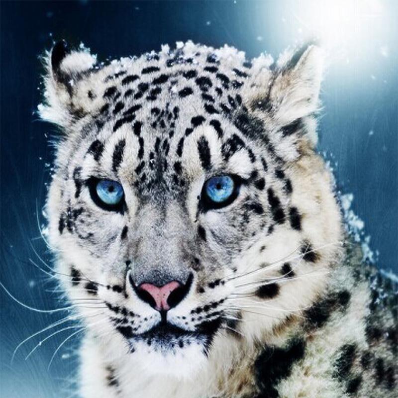 Buy 5D Diy Diamond Painting "snow Leopard" Cross Stitch Diamond ...