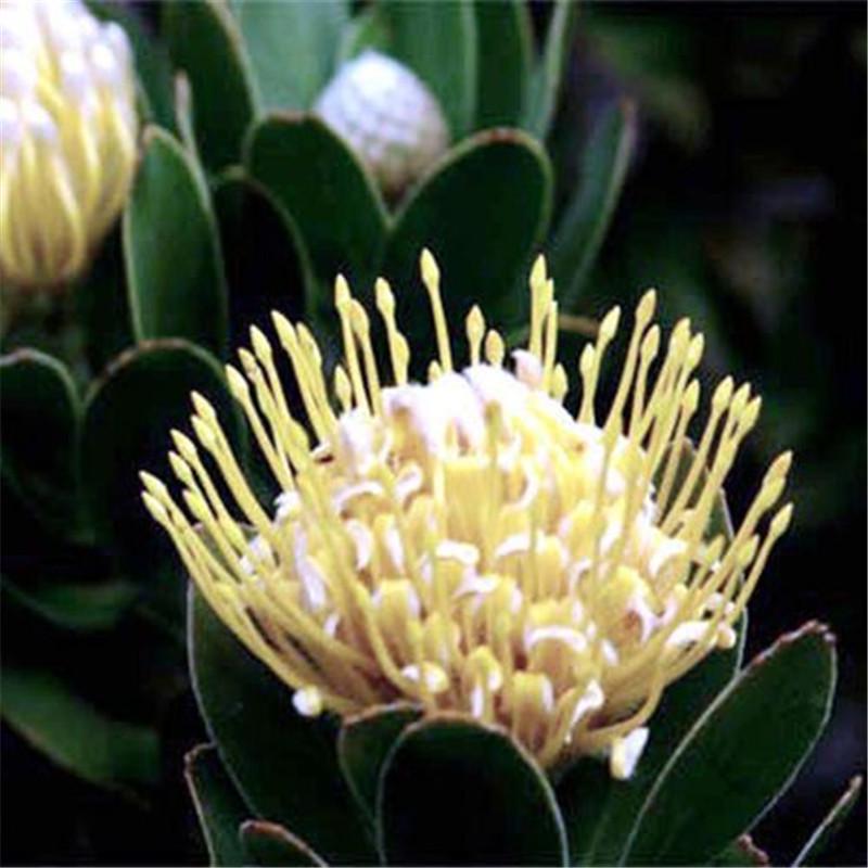 Buy 10pcs/Bag Protea Cynaroides Seeds Rare Bonsai Potted Flower Seeds ...