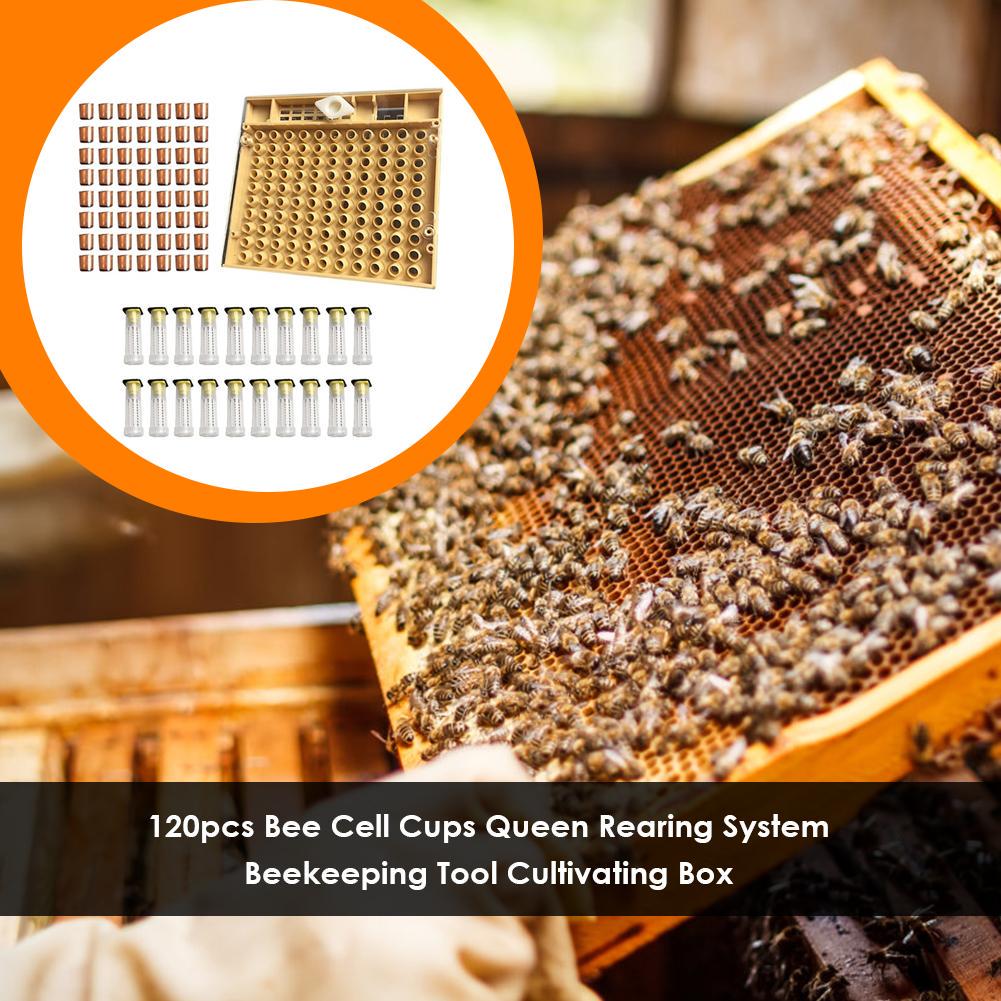 Buy 120pcs Bee Cell Cups Queen Rearing System Beekeeping Tool ...