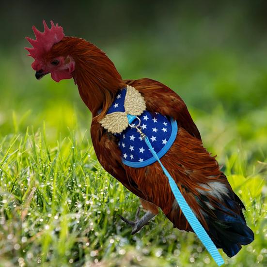 Buy Breathable Chicken Vest Rope Washable Decorative Duck Chicken Vest ...