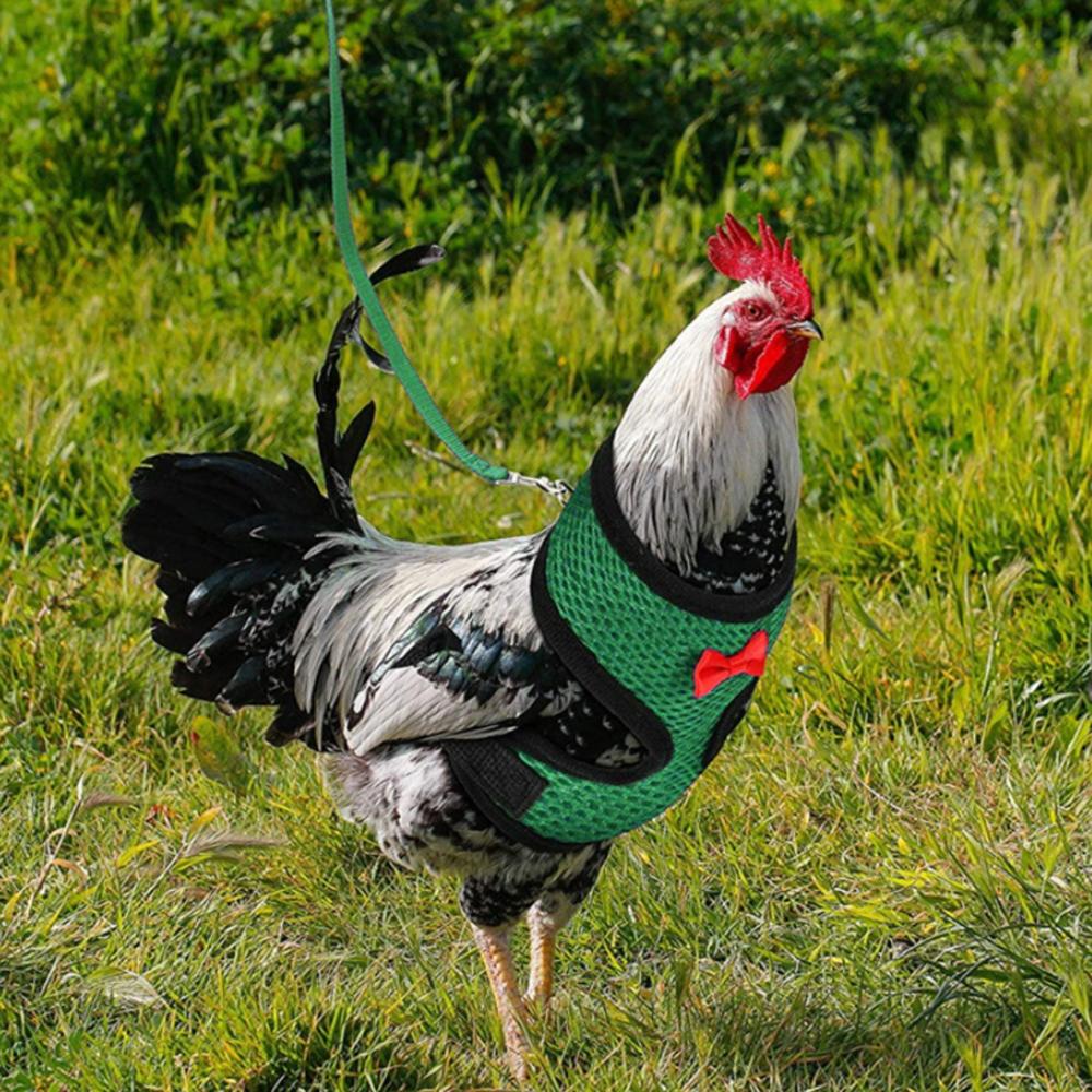 Buy Best Gift Nylon Poultry Supplies Duck Goose Chicken Vest Harness ...