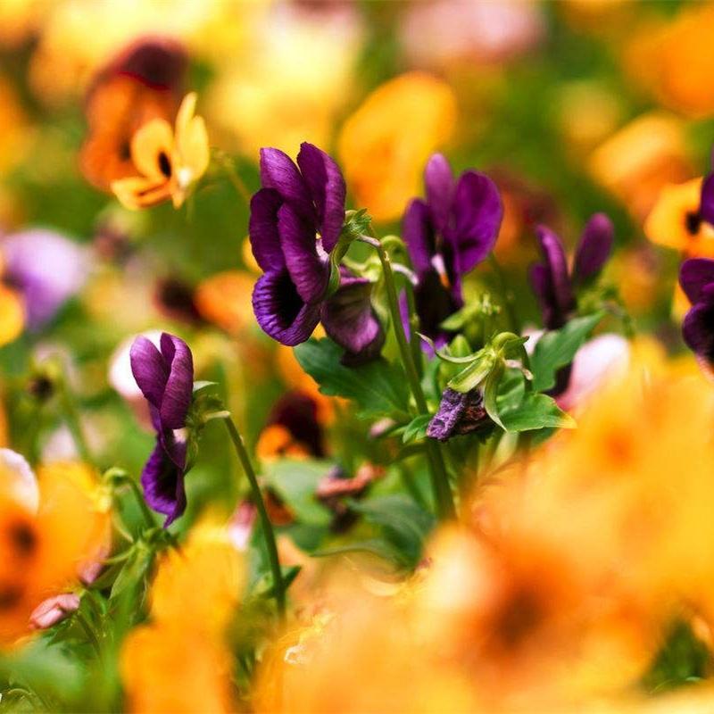 Buy Rare Pansy Seeds Beautiful Courtyard Landscapes Outdoor Decoration ...