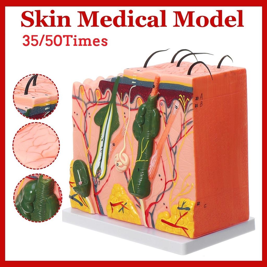 35/50Times Magnified 3D Human Skin Model Simulation Medical Learning ...