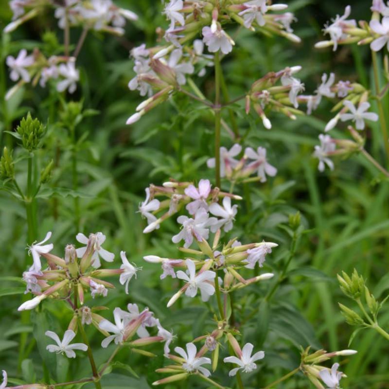 Buy Rare Seeds 30Pcs Home Garden Balcony Perfume Flower Bonsai Plant at ...