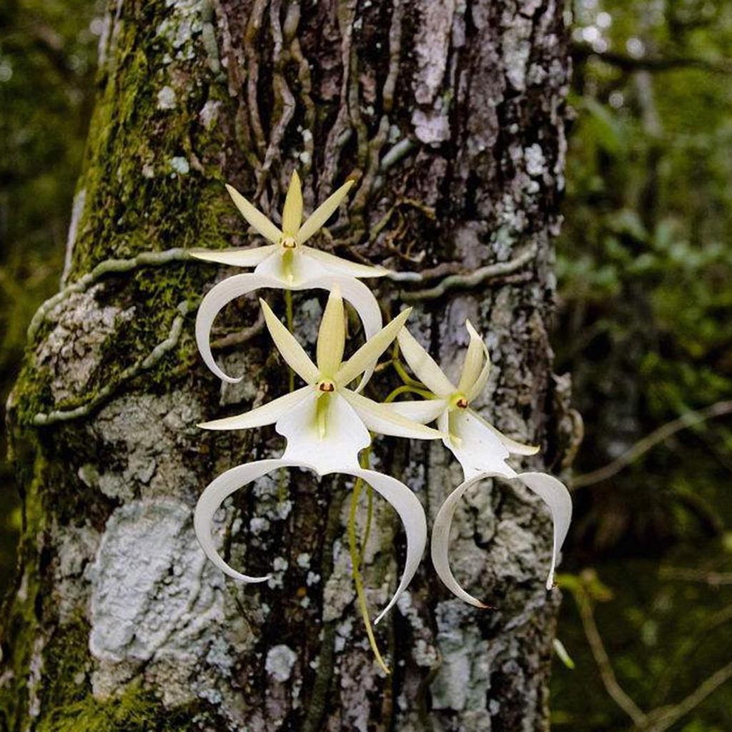 Buy Rare Ghost Orchid Japanese Radiata White Egret Orchids Flower Seeds ...