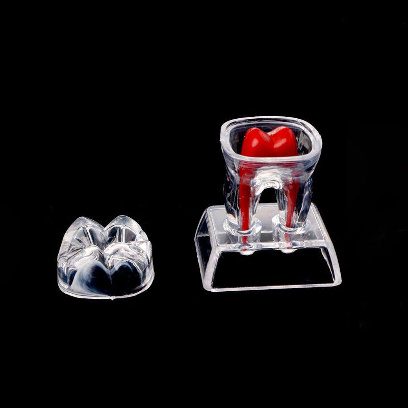 Buy Dentist Dental Base Hard Plastic Teeth Tooth Molar Model Separable ...