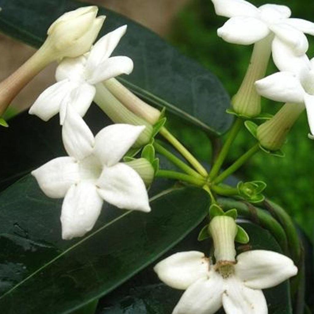 Buy 10Pcs Home Garden Balcony Decoration Stephanotis Floribunda Flower ...