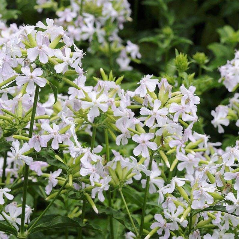 Buy Rare Seeds 30Pcs Home Garden Balcony Perfume Flower Bonsai Plant at ...