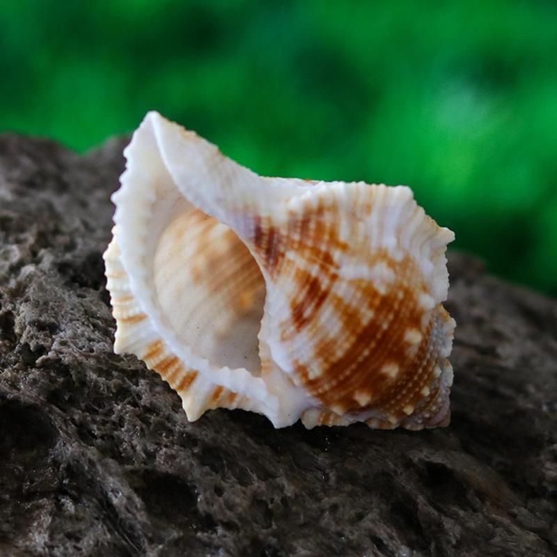 Buy Natural Shell Sea Cucumber Snail Fish Tank Landscape Aquarium ...