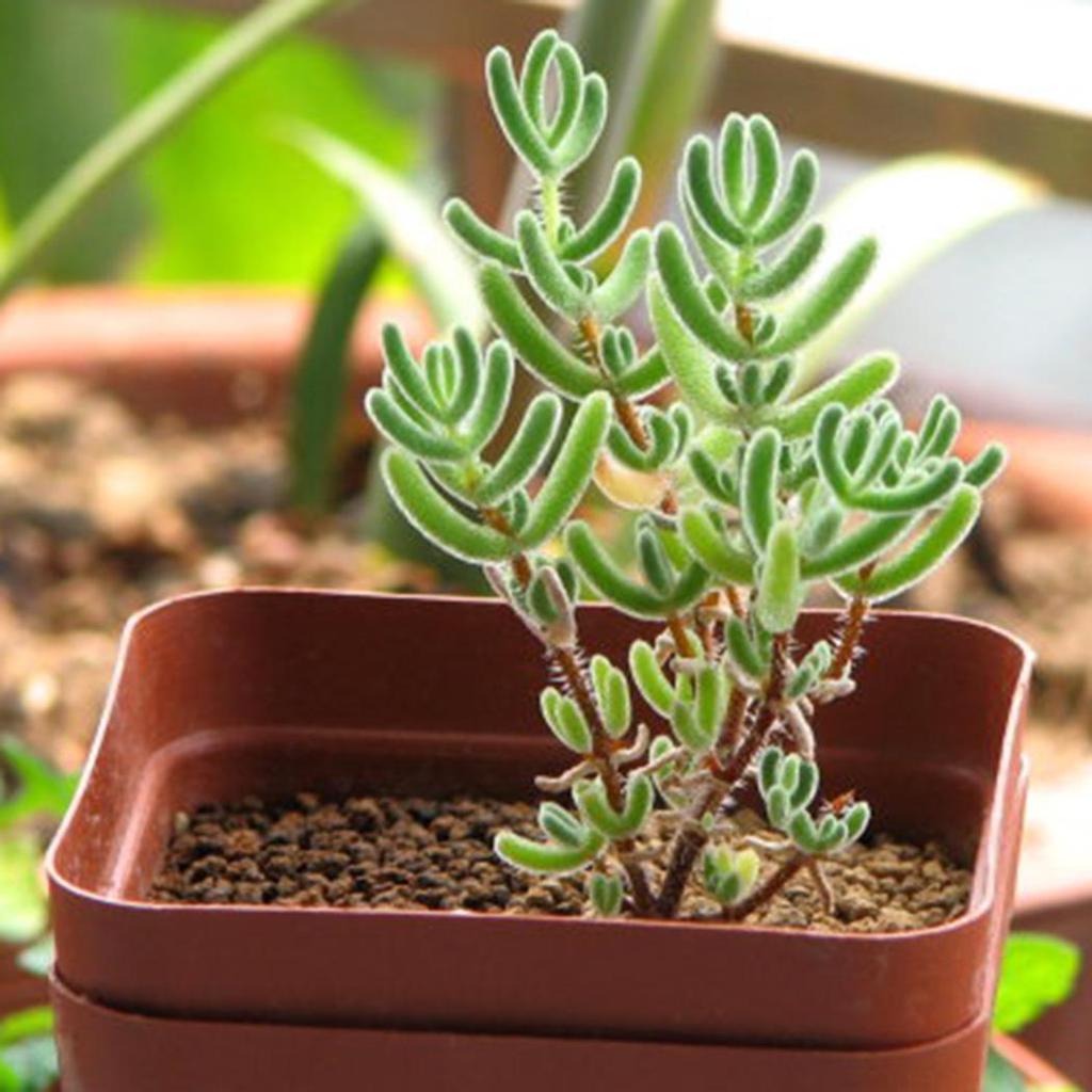 Buy 20pcs/Bag Green Dicrocaulon Ramulosum Succulents Planting Seeds at ...