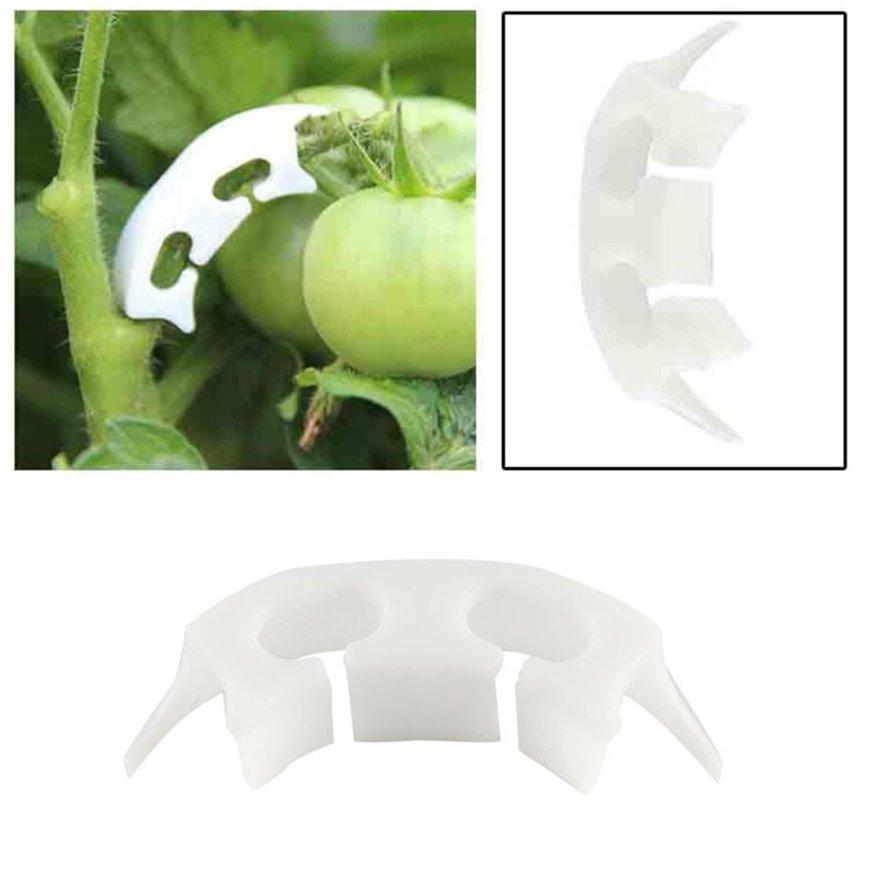 Buy FOR YOUR HOUSE1 Tomato Fixing Clip Fruit Seedling Reinforcement ...