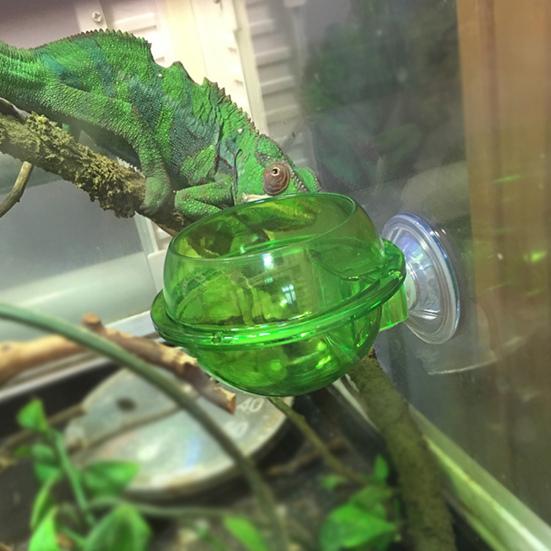 Buy Non-slip Lizard Bowl Suction Cup Design Lizard Bowl Aquatic Plant ...
