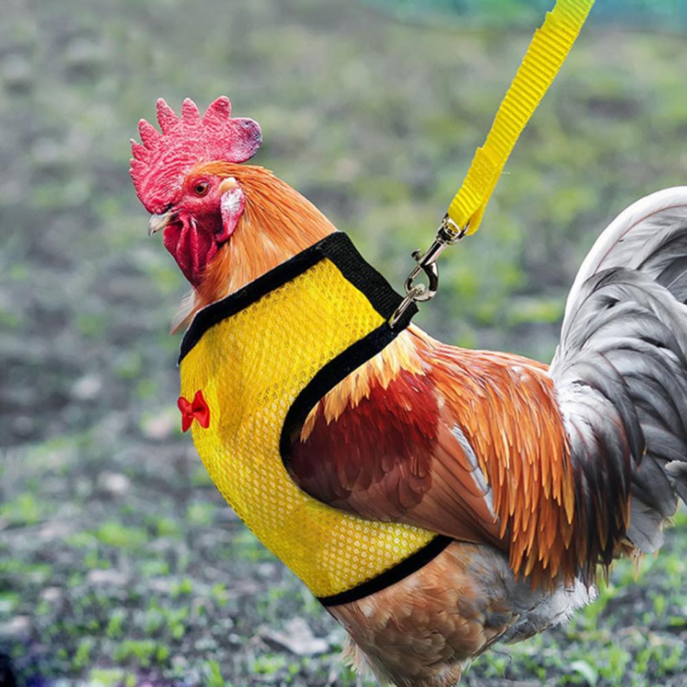 Buy Best Gift Nylon Poultry Supplies Duck Goose Chicken Vest Harness ...