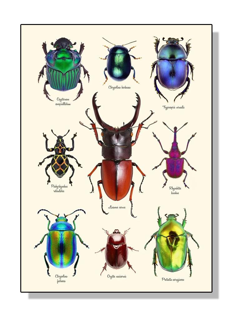 Cheap HD Print Insect Beetle Breeds Collection Poster And Print Canvas ...