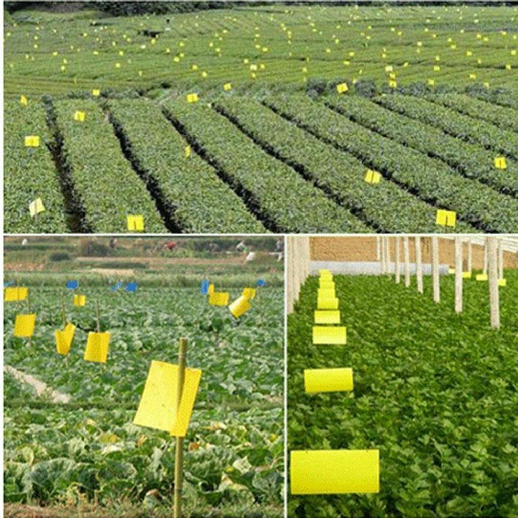 Buy 10/20/50/100pcs Hot Lot Wasp Fly Aphids Insect Trap Catcher Insect ...