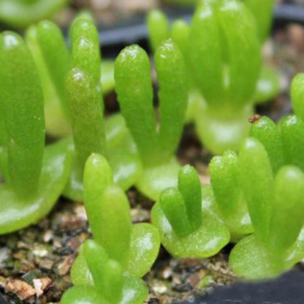Buy 20pcs/Bag Green Dicrocaulon Ramulosum Succulents Planting Seeds at ...