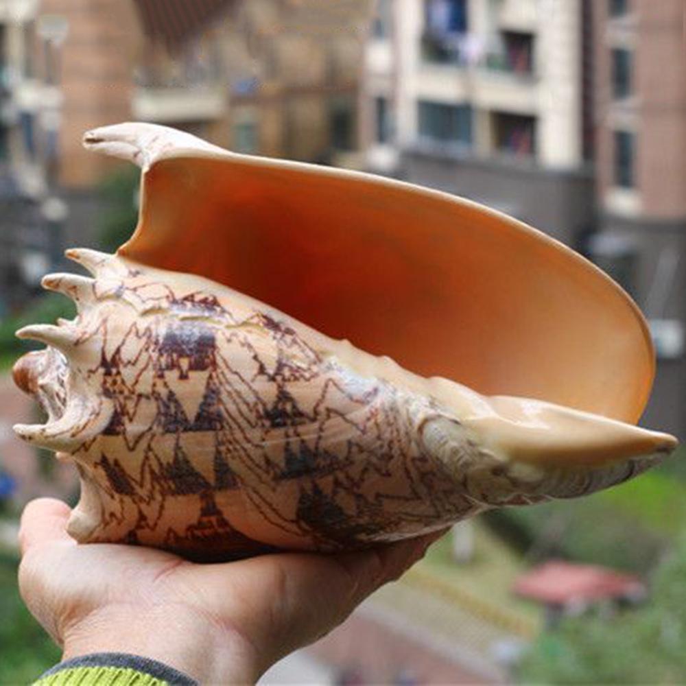 Buy 1pc New 15-17cm Large Natural Shell Conch Fish Tank Home Decoration ...