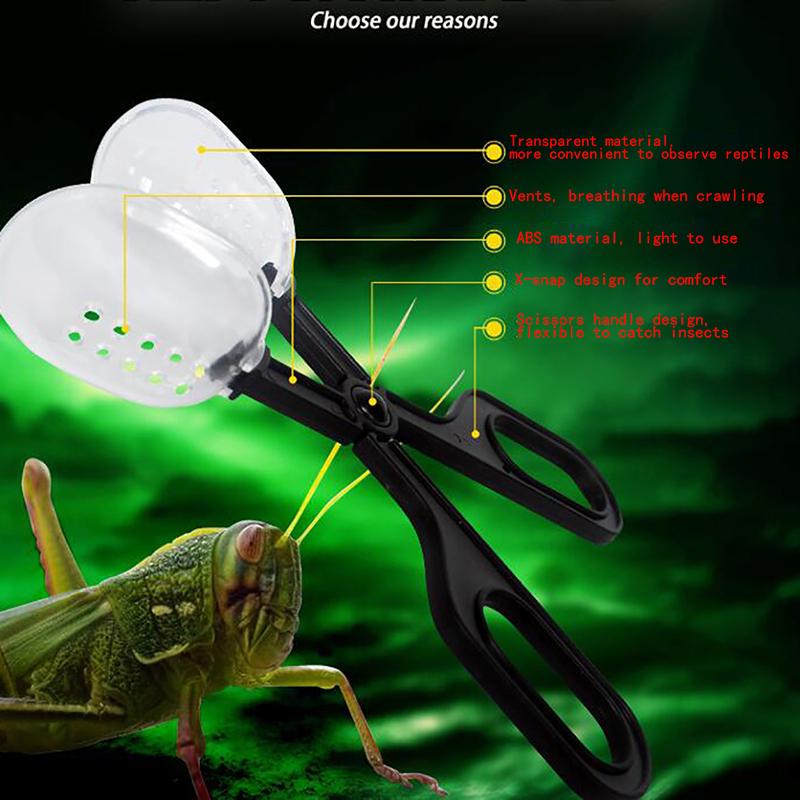 Buy Reptile Tortoise Lizard Frog Spider Clip Transparent Clip Cleaning ...