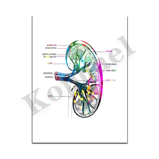 Satın alın Abstract Watercolor Human Autonomic Nervous System Hand ...