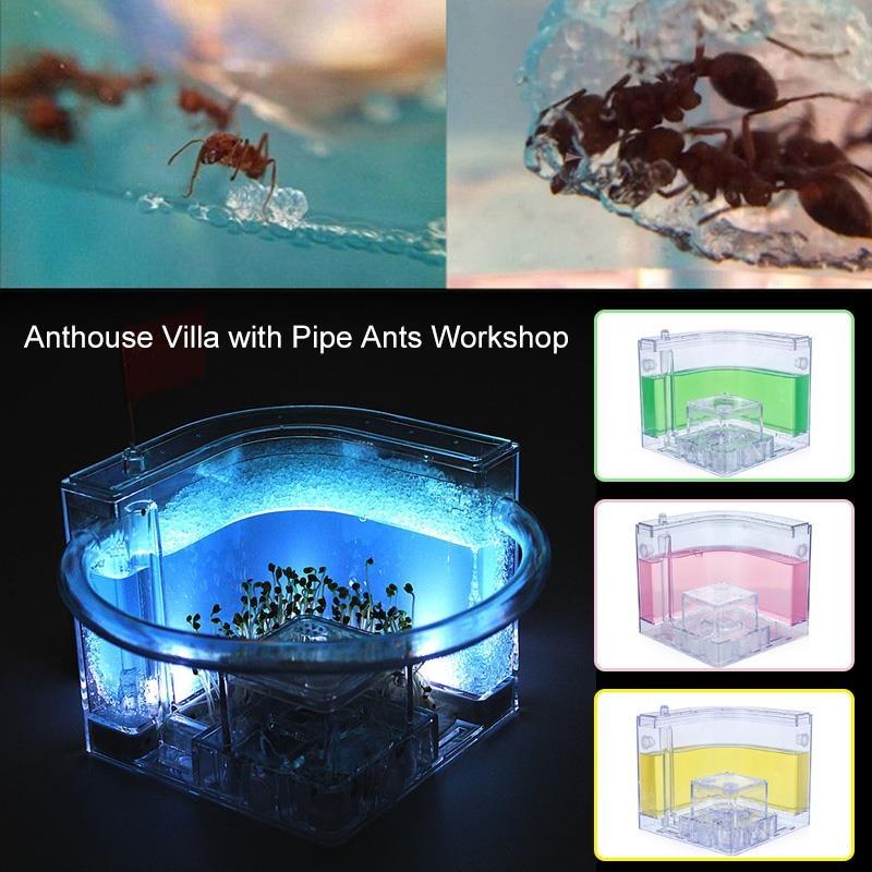 Buy Funny Ant Nest Villa Luminous Colorful Specially Ants House ...