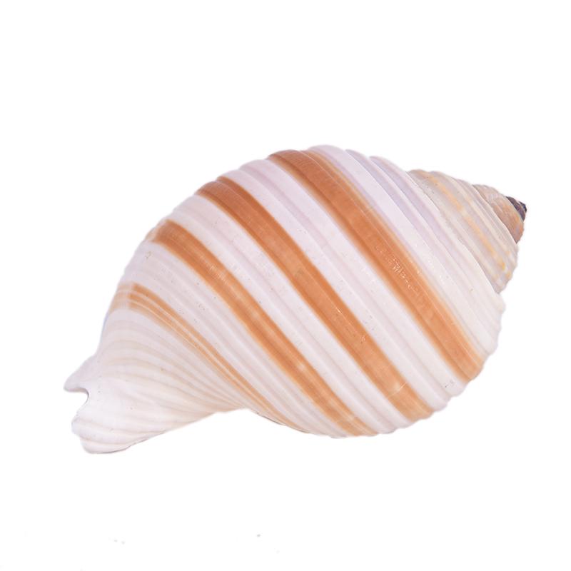 Buy 1Pcs Beautiful Sea Conch Fish Tank Aquarium Decorations Roll ...