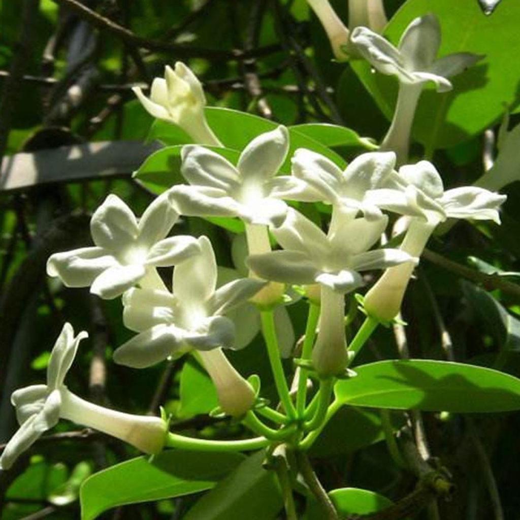 Buy 10Pcs Home Garden Balcony Decoration Stephanotis Floribunda Flower ...