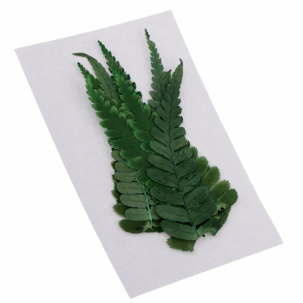 Buy 10 Pieces Natural Pressed Ferns Plants Dried Flowers for Art Craft ...