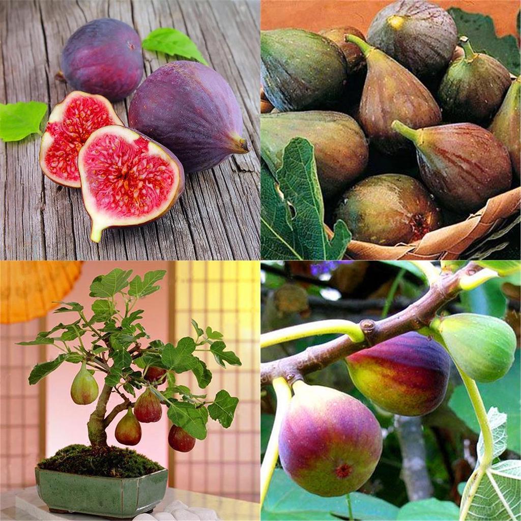 Buy 100pcs Fig Tropical Ficus Carica Seeds Bonsai Rare Fruit Seed Home ...