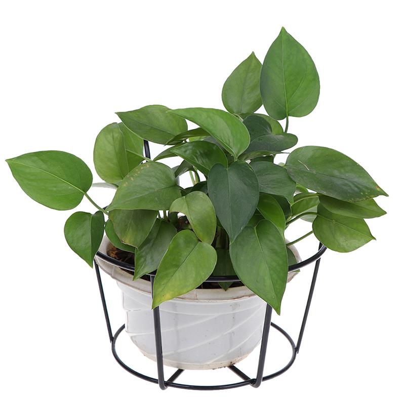 Buy Hanging Plant Iron Racks Round Flower Pot Rack Garden Supplies at ...