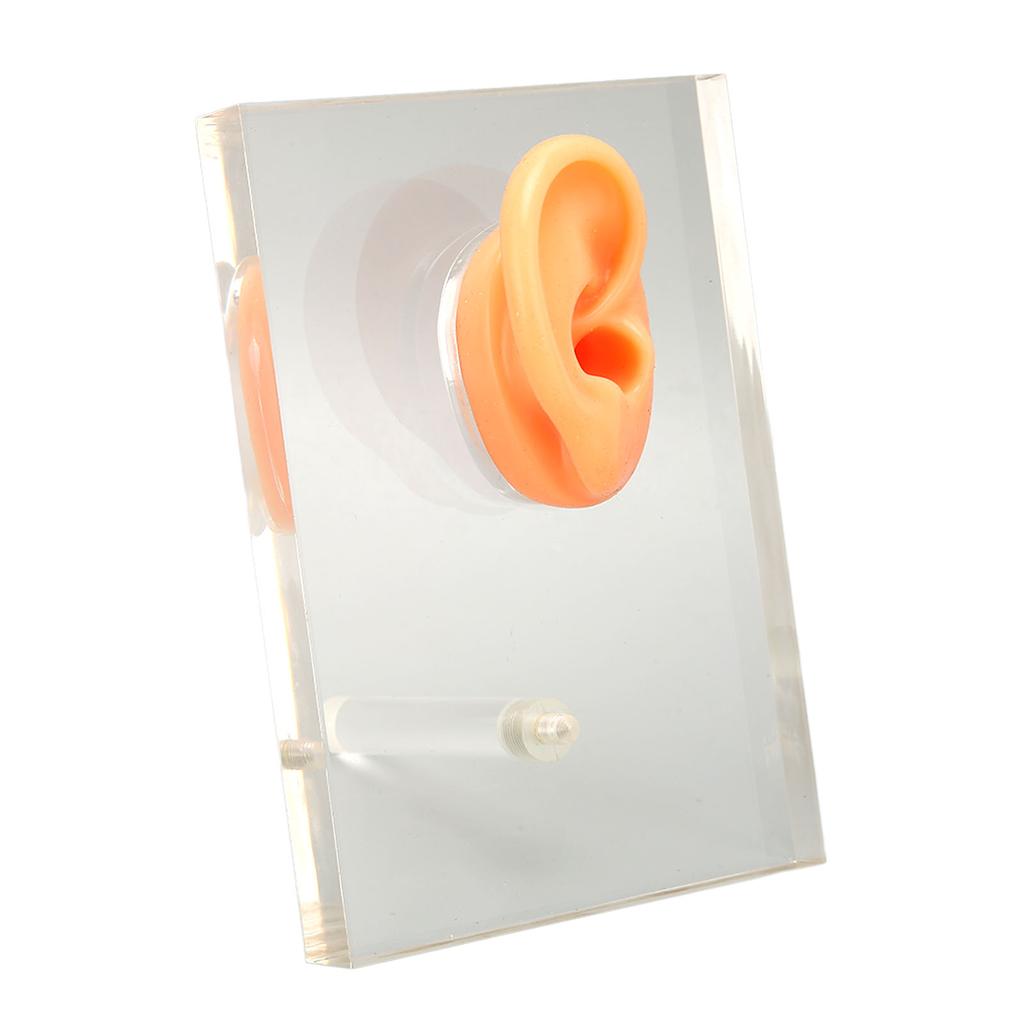 Buy Silicone Right Ear Model Fine Details Soft Ear Model Acrylic ...