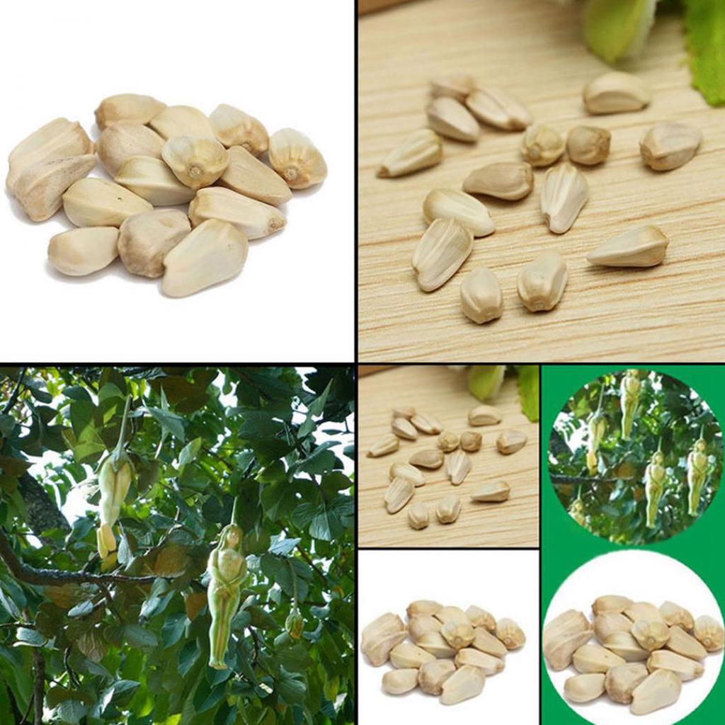 Buy 10Pcs Rare Female Shape Ginseng Pepino Seeds Fruit Seed Gardening ...