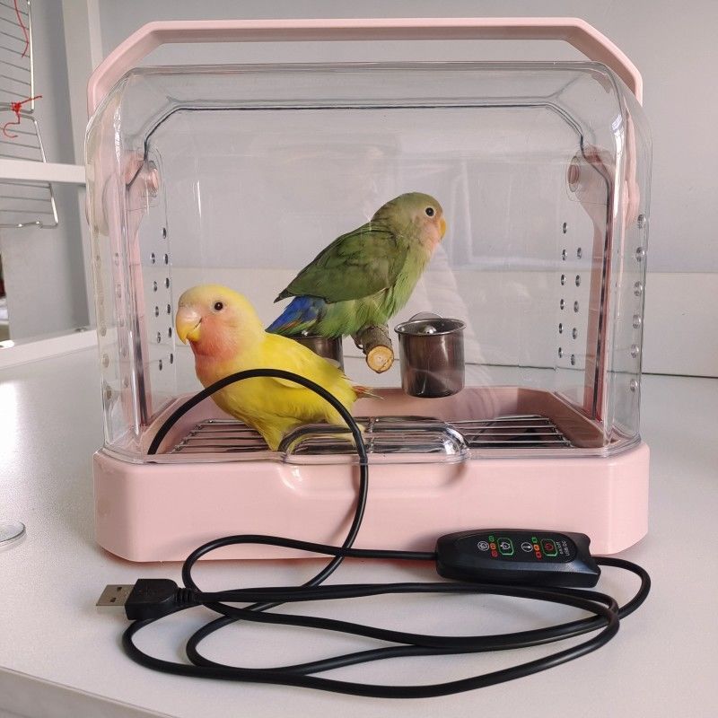 Buy Parrot Incubator Temperature-Controlled Hand-Reared Young Birds ...
