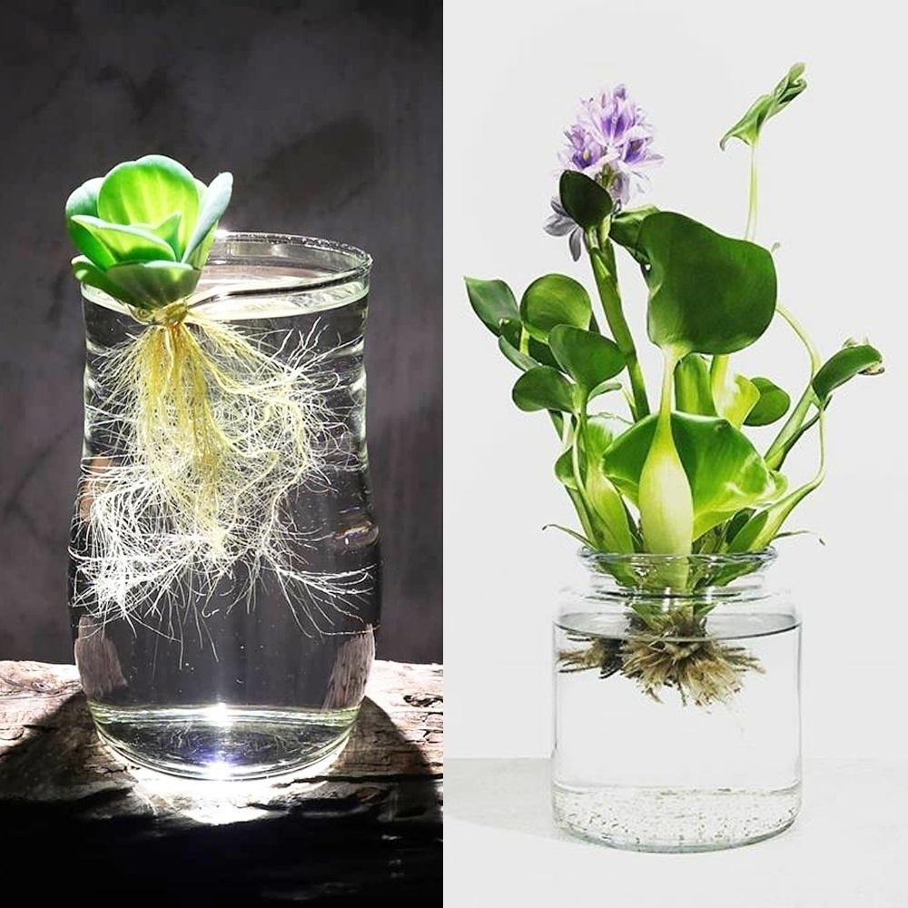 Buy Pistia Seeds Water Hyacinth Seeds (30 Pcs/Pack) One Leaf Lotus ...