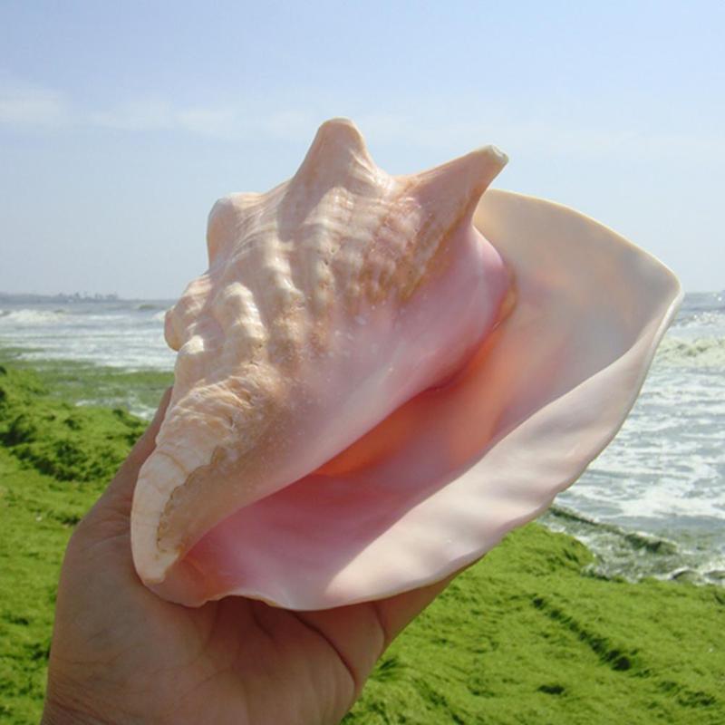 Buy Queen Phoenix Snail Phoenix Snail Shell Beach Decoration Fish ...