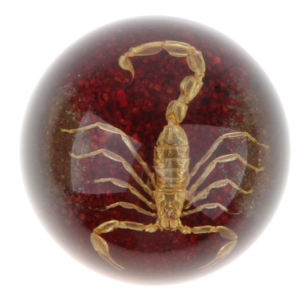 Insect Embedded Specimen Scorpion Creative Paperweight Collection ...