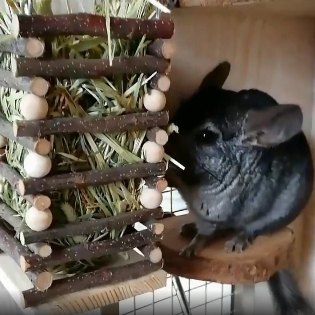 Apple Wood Rabbit Hay Feeder Standing Rack- Hangable Grass Shelf with 2 ...