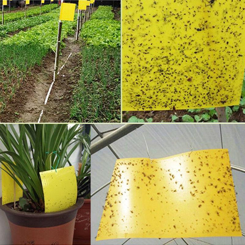 Buy 5~100pcs Insect Sticky Paper Outdoor Trap Catchers Killer Fly ...