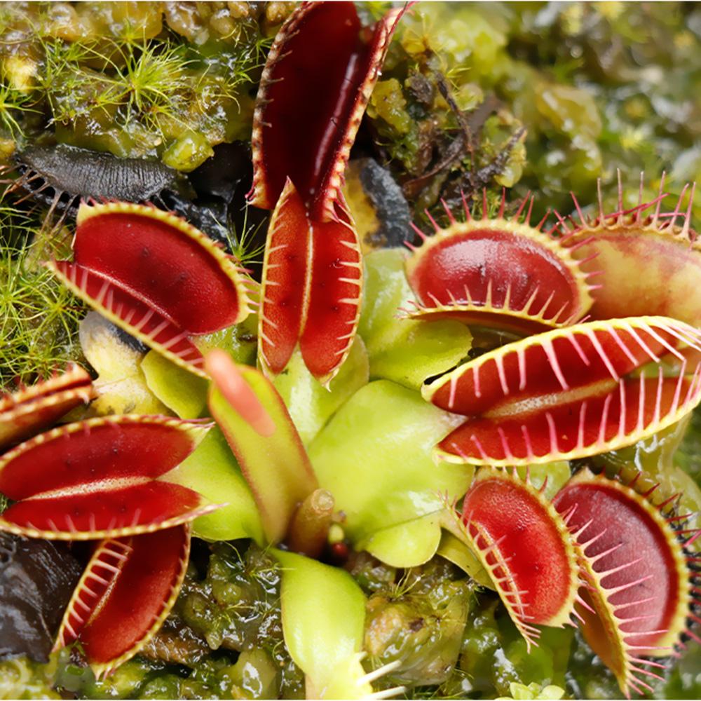 Buy 100Pcs Interesting Insectivorous Plant Seeds Common Nepenthes Fly ...