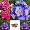 Buy Night Blue Geranium Bonsai Appleblossom Rosebud Pelargonium Flower ...