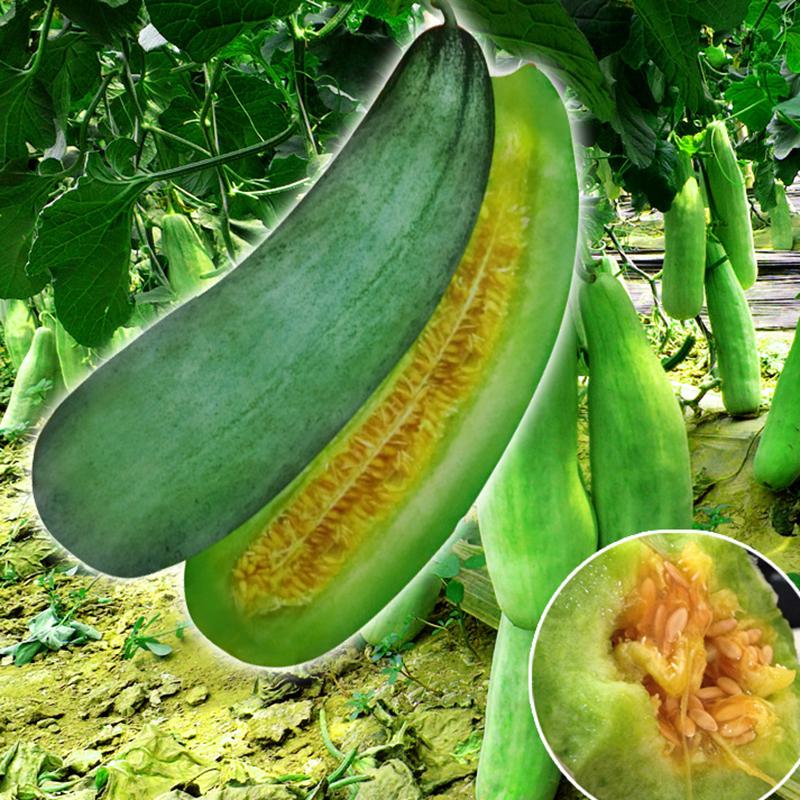 Buy 20Pcs Green Horn Long Sweet Melon Seeds Fruit Vegetable Honeydew ...