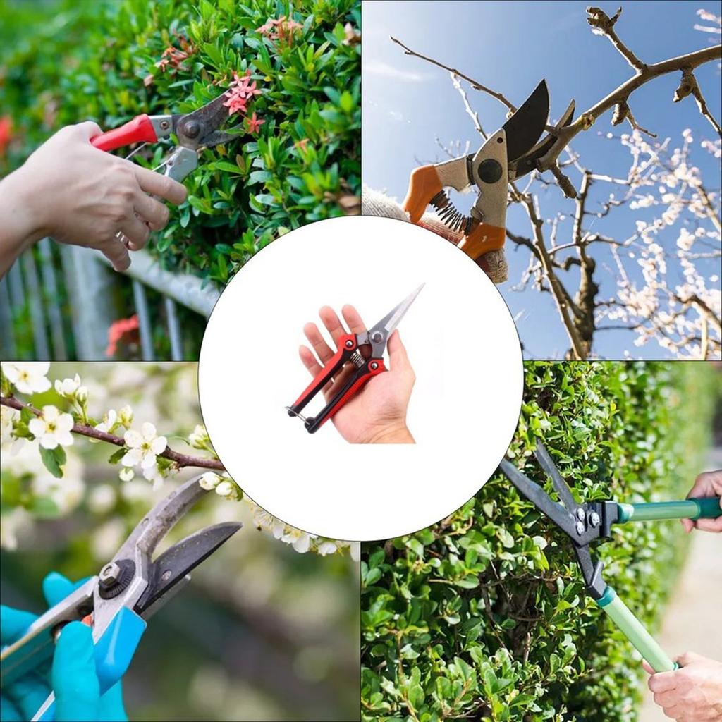 Buy LLLD Stainless Steel Pointed Orchard Fruit Picking Shears Fruit ...
