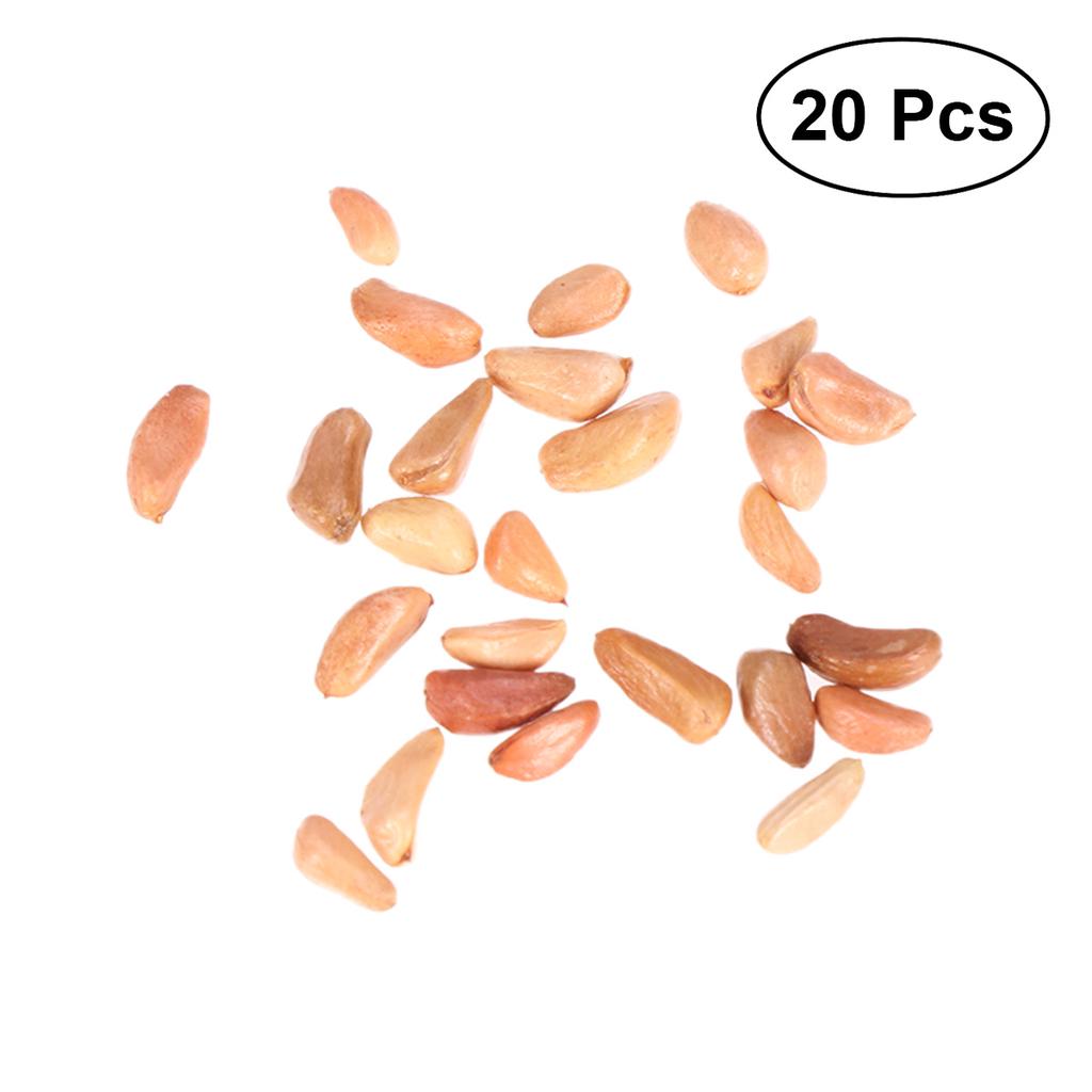 Buy 20 PCS/ Pack Gardern Yard Light Blue Rose Flower Seeds Fragrant ...