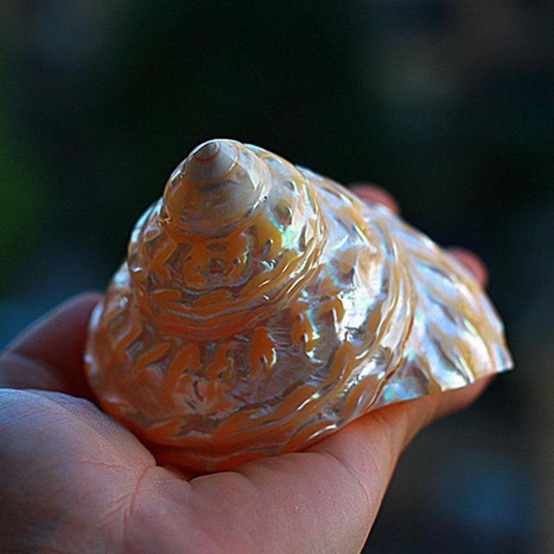 Buy Natural Pearl Tower Snail Decorative Large Seashell Natural Sea ...