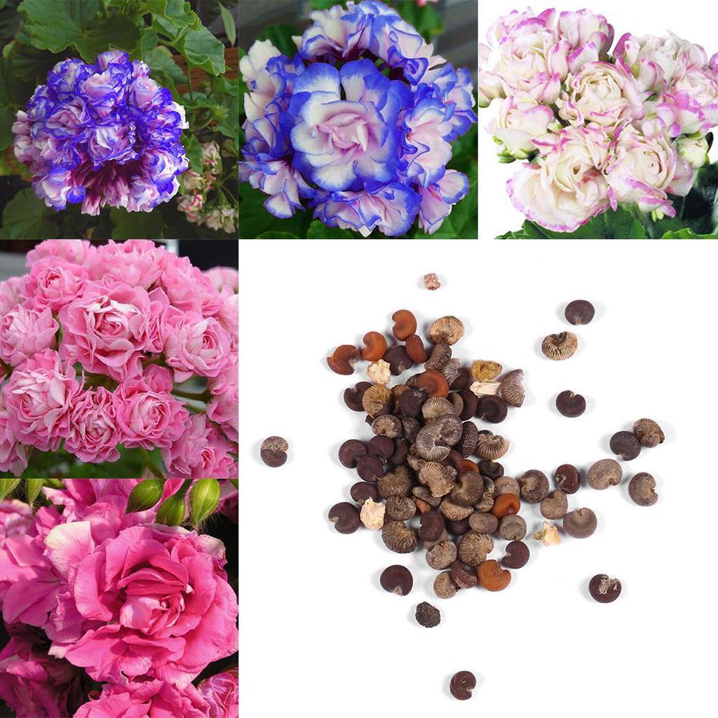 Buy Night Blue Geranium Bonsai Appleblossom Rosebud Pelargonium Flower ...