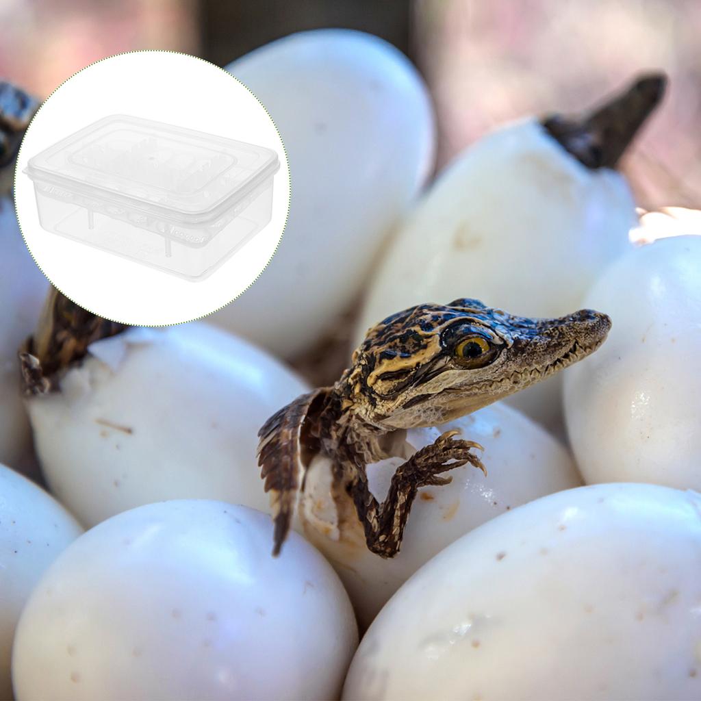 Buy feeling cat2pcs 16 Compartments Reptile Breeding Box Lizards Eggs ...