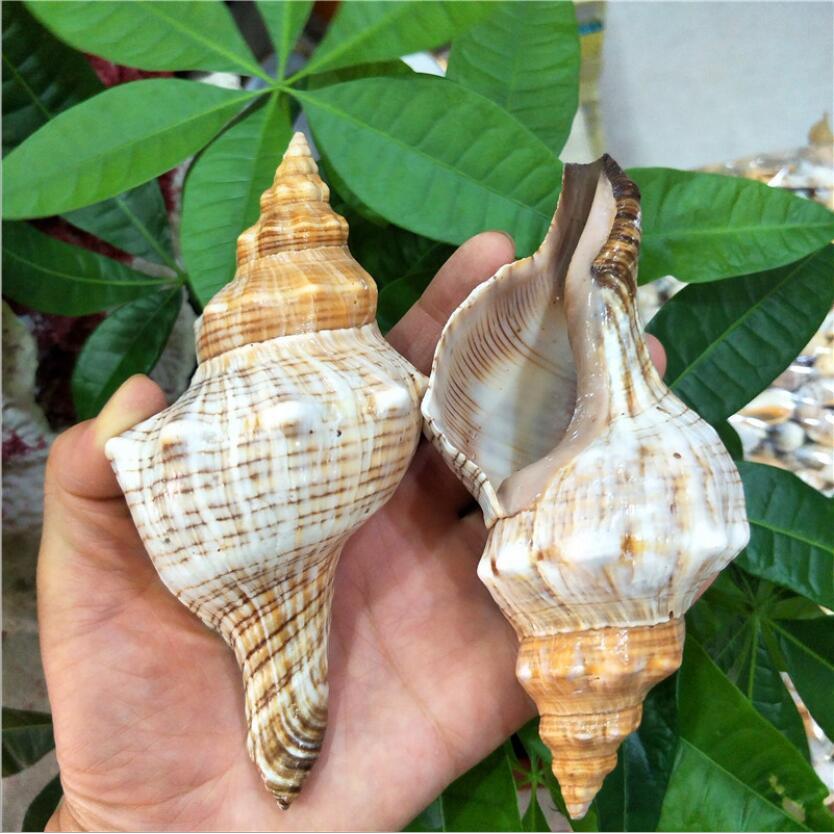 Natural shell conch shell horn conch 11/17 cm home office aquarium ...
