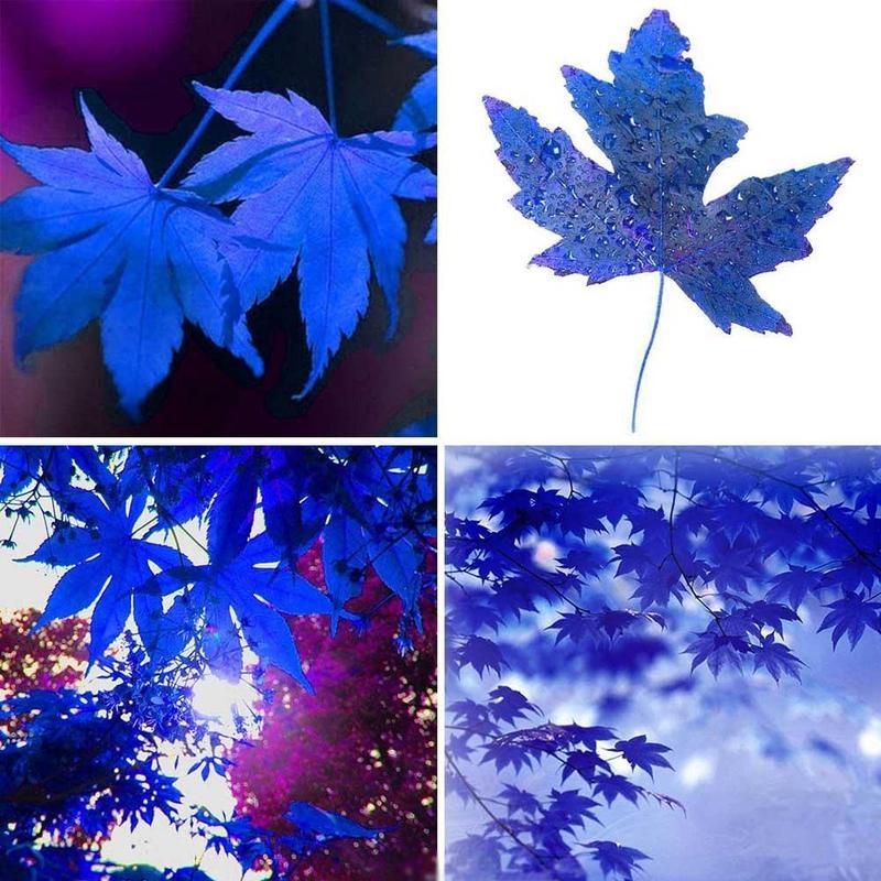Rare Japanese Blue Maple Tree Seeds Bonsai Tree Seeds Sky Blue Maple ...