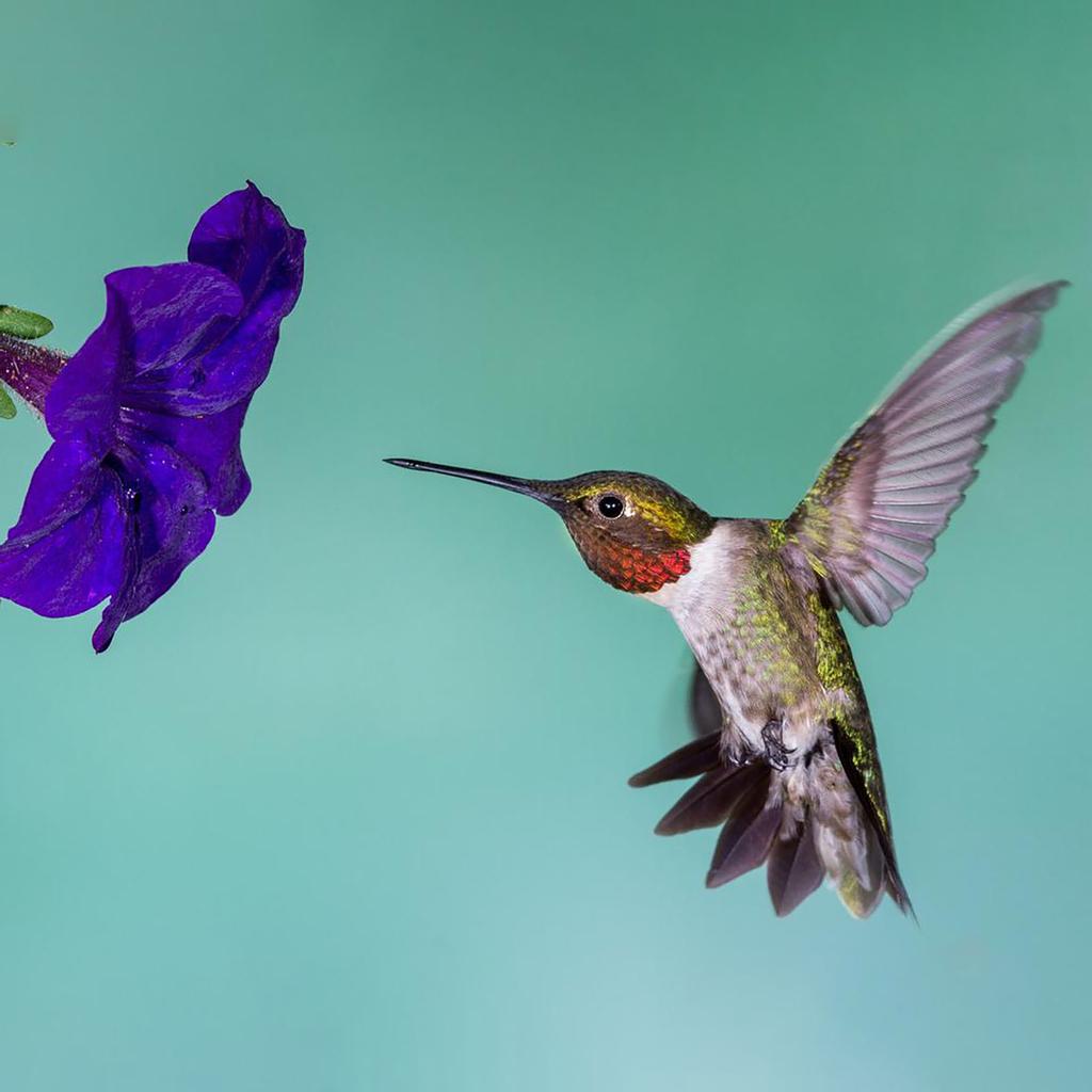 Cheap Folulus Hummingbird Metal Bird Art Decoration For Your Yard Or ...