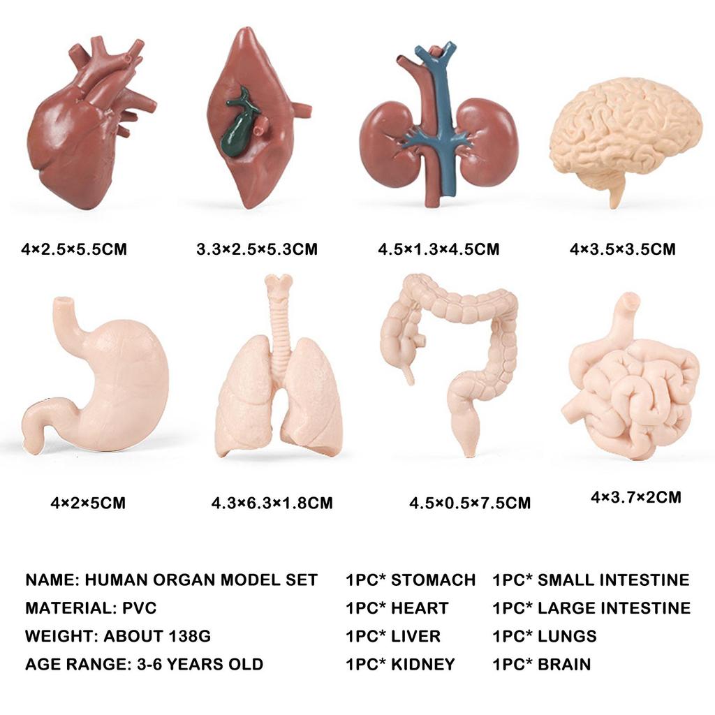 8PCS Mini Body Parts Sets Human Anatomy Model Anatomy Physiology and ...