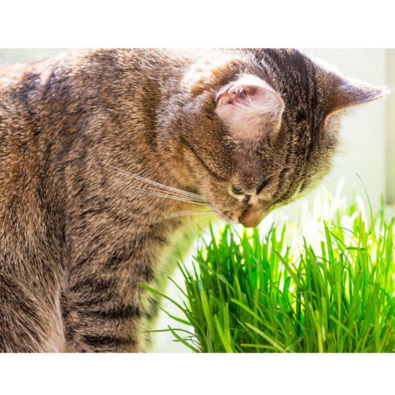 Buy Hot 400/lot Catnip Green Digestive Crystal Catnip Grass Healthy ...